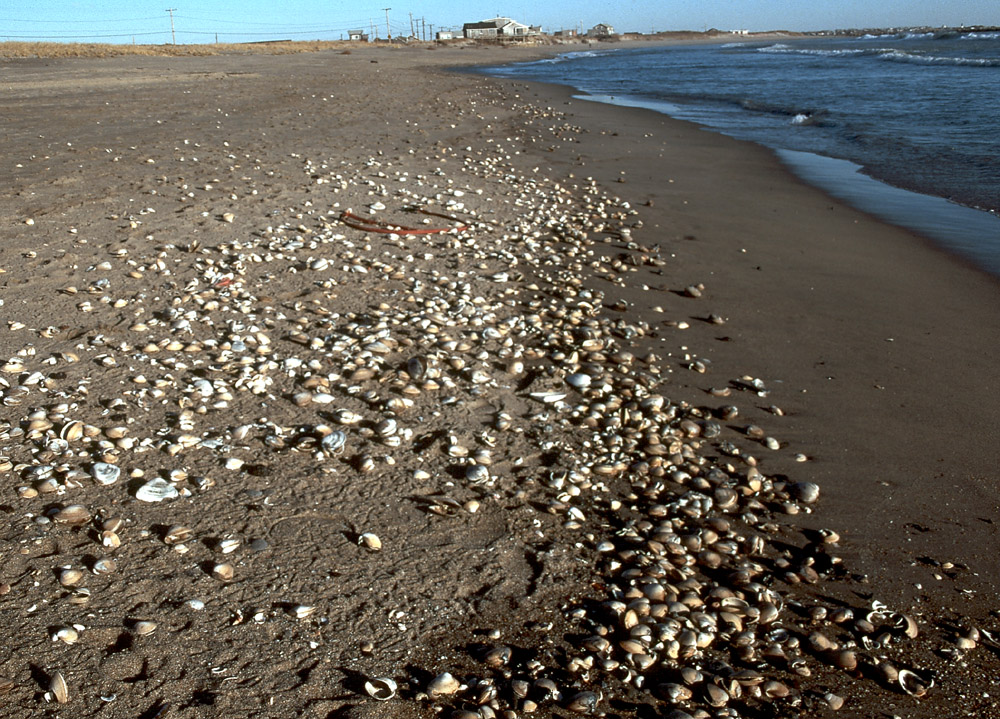 NCape_critters_beach2_jan96 - What's Up Newp