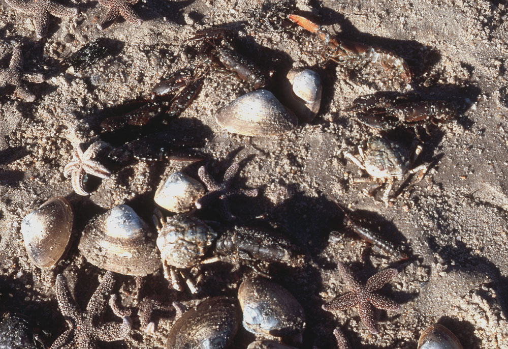 NCape_critters_beach6_jan96 - What's Up Newp