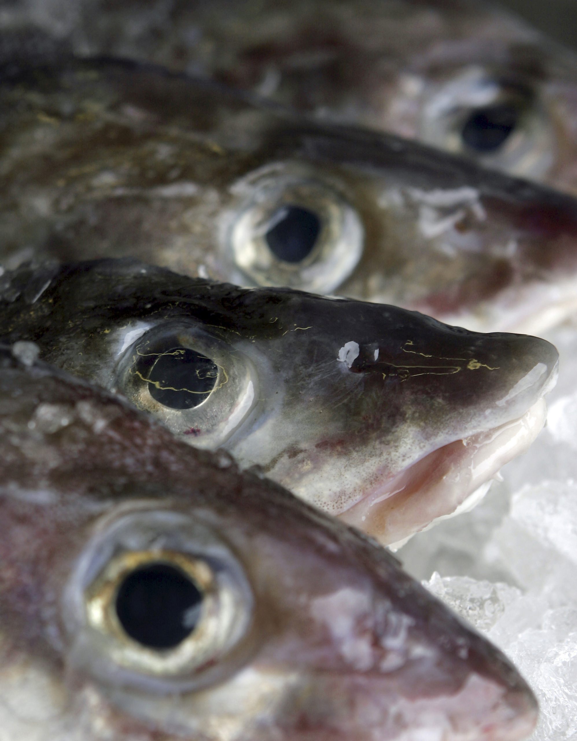 Cod Collapse - What's Up Newp