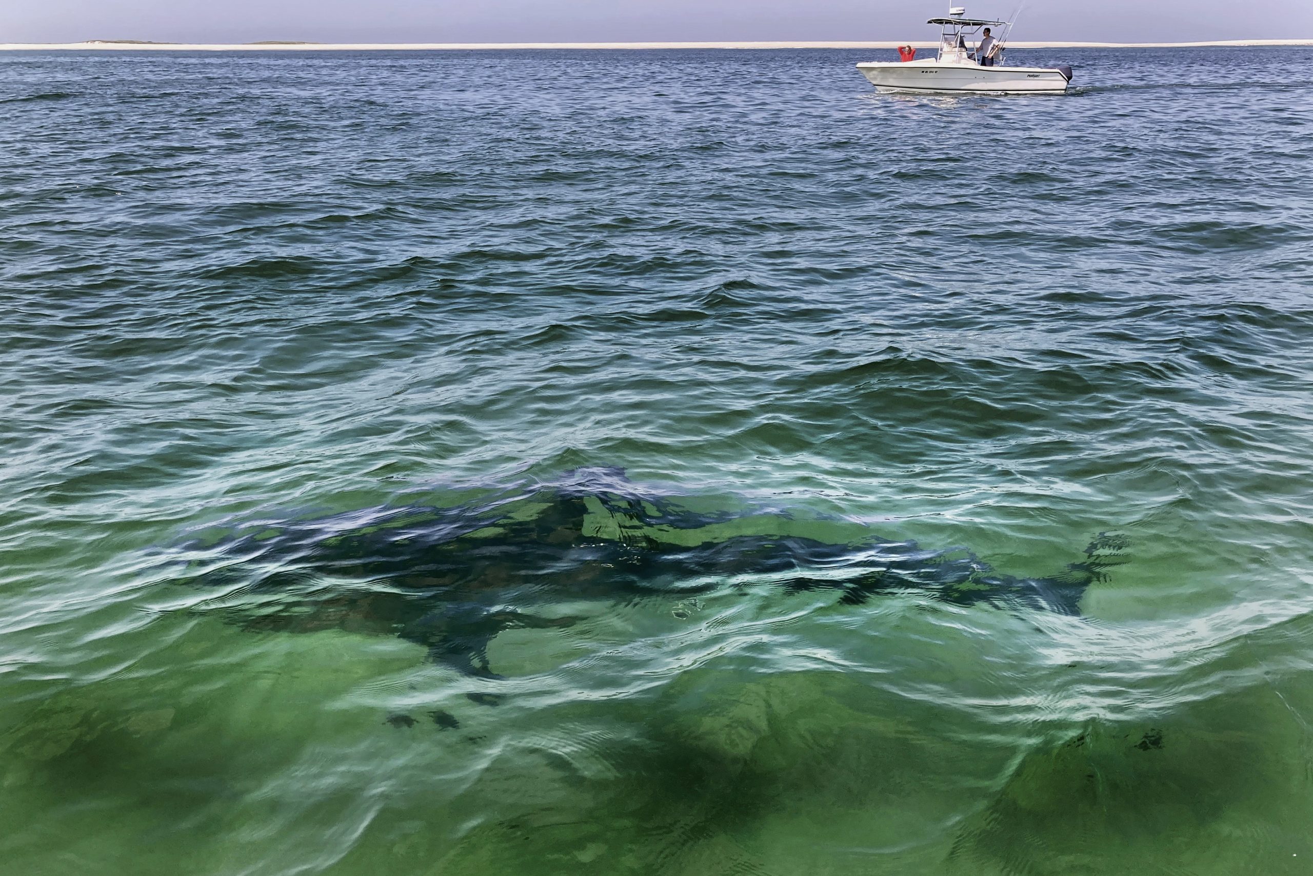 Researchers caution Cape Cod beachgoers ahead of white shark season ...