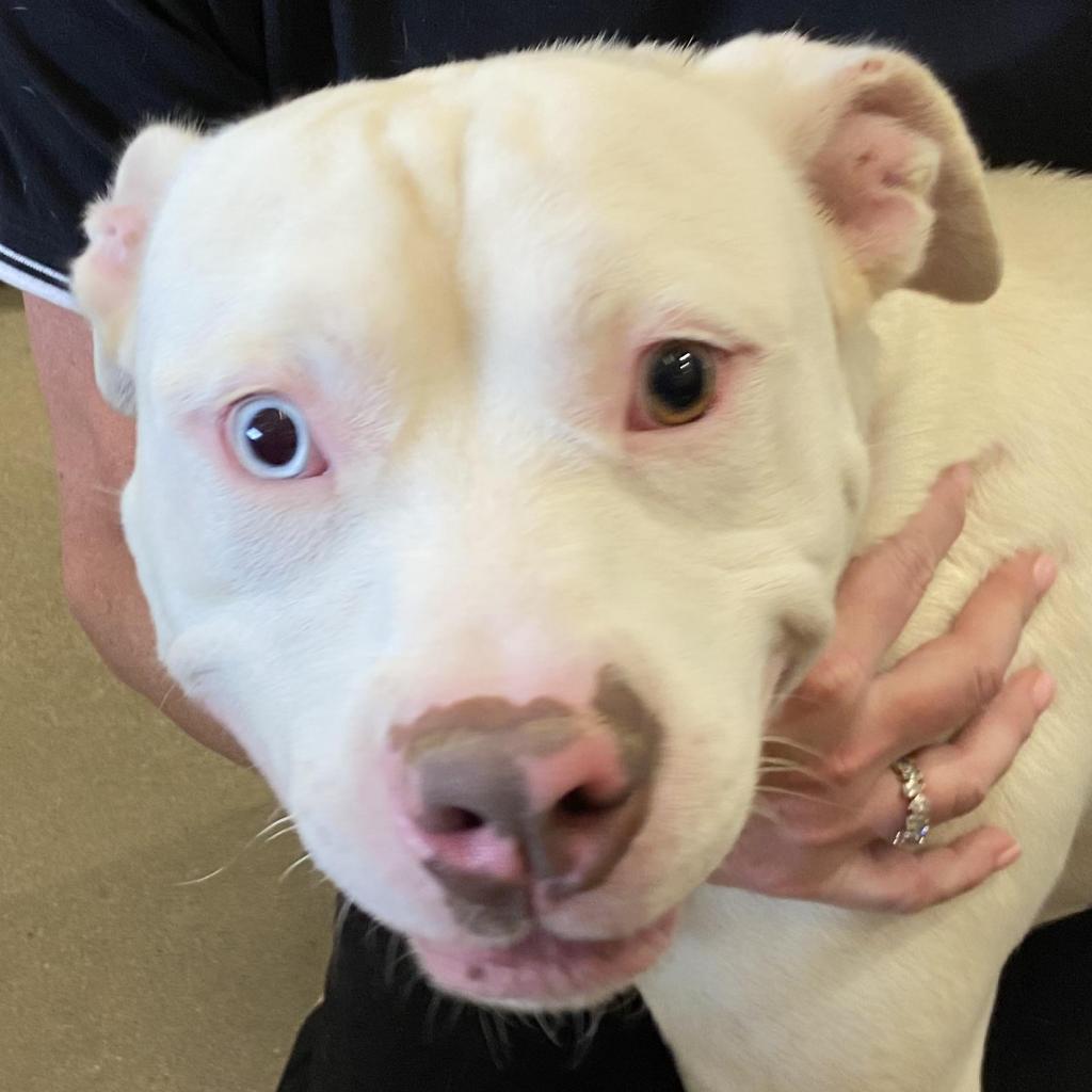 Adoptable Dog of the Week: Bootstrap - What's Up Newp