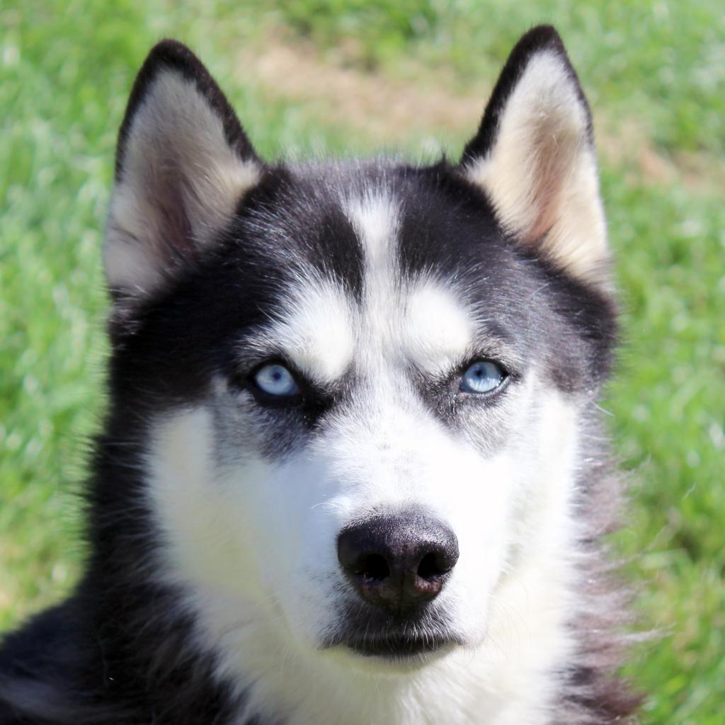 Adoptable Dog of the Week: Micah - What's Up Newp