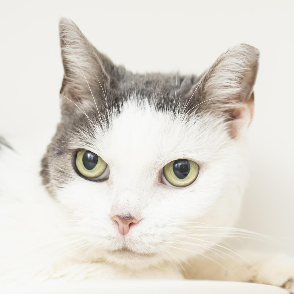 Adoptable Cat of the Week: Ethel - What's Up Newp