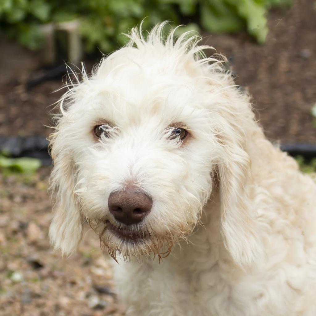 Adoptable Dog of the Week: Deuce - What's Up Newp