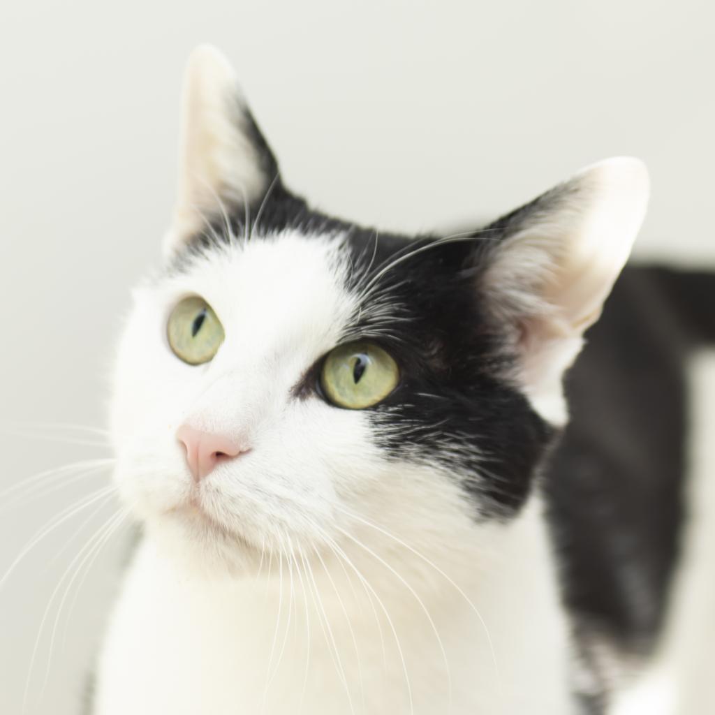 Adoptable Cat of the Week: Harold - What's Up Newp