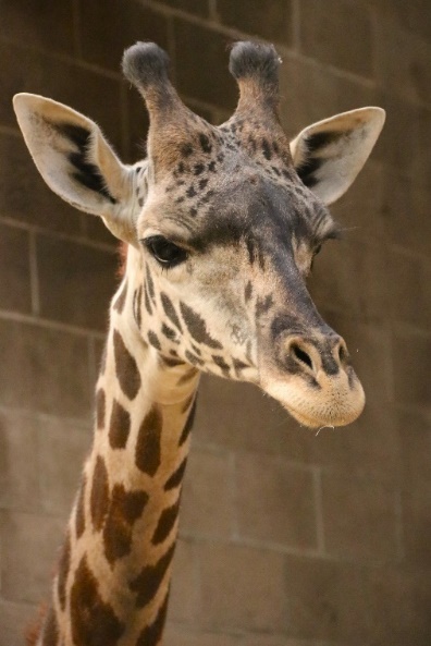 Providence, a 20-month-old Masai giraffe, arrives at Roger Williams ...