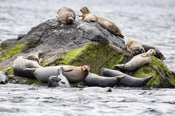 Seals—and Save The Bay Seal Tours—return to Newport - What's Up Newp