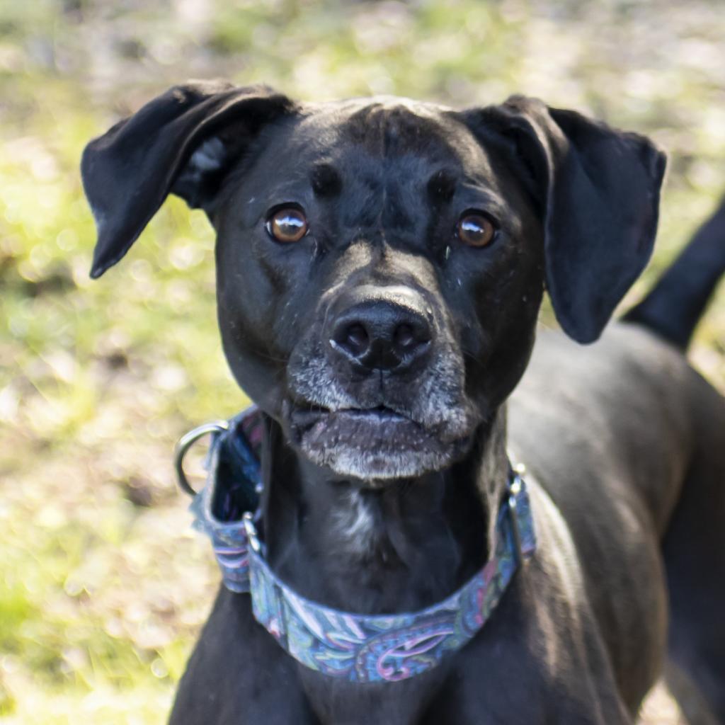 Adoptable Dog of the Week: Raven - What's Up Newp