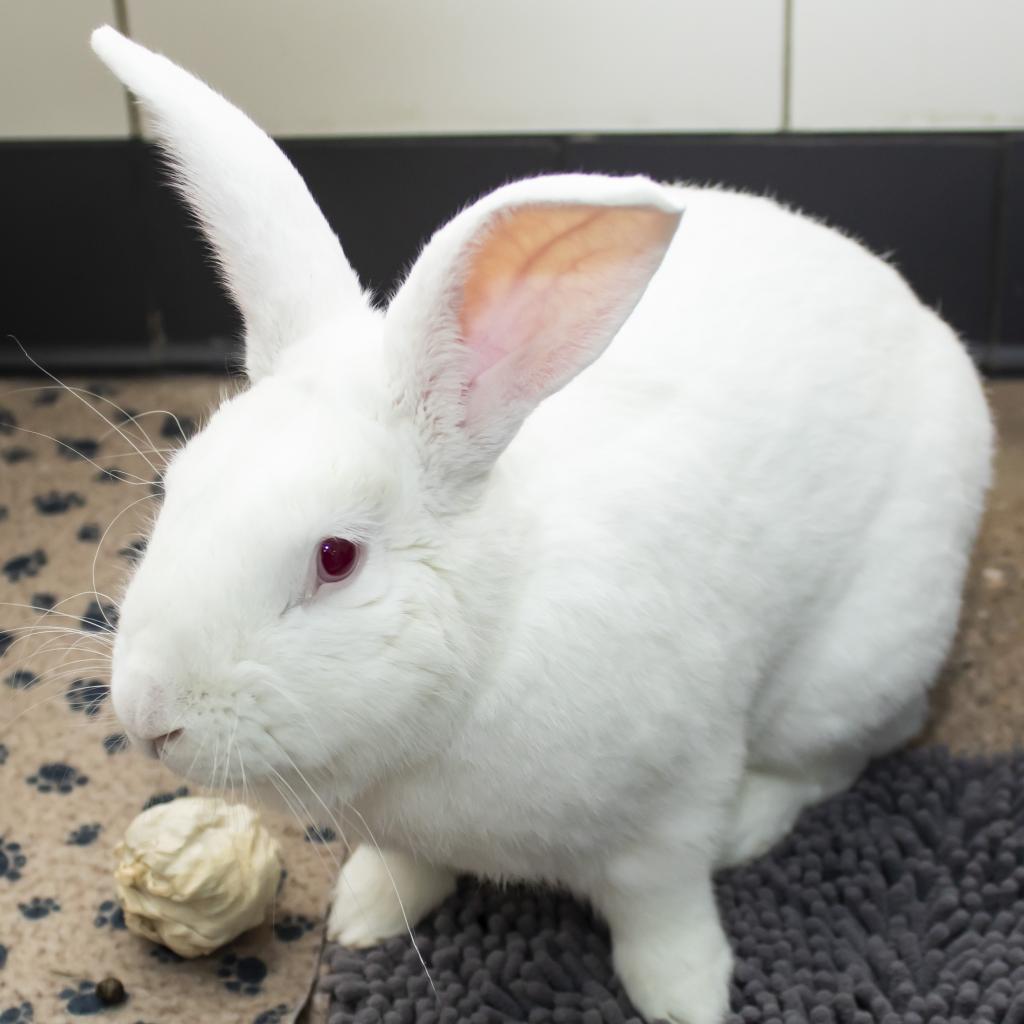 Adoptable Pet of the Week: Jack - What's Up Newp