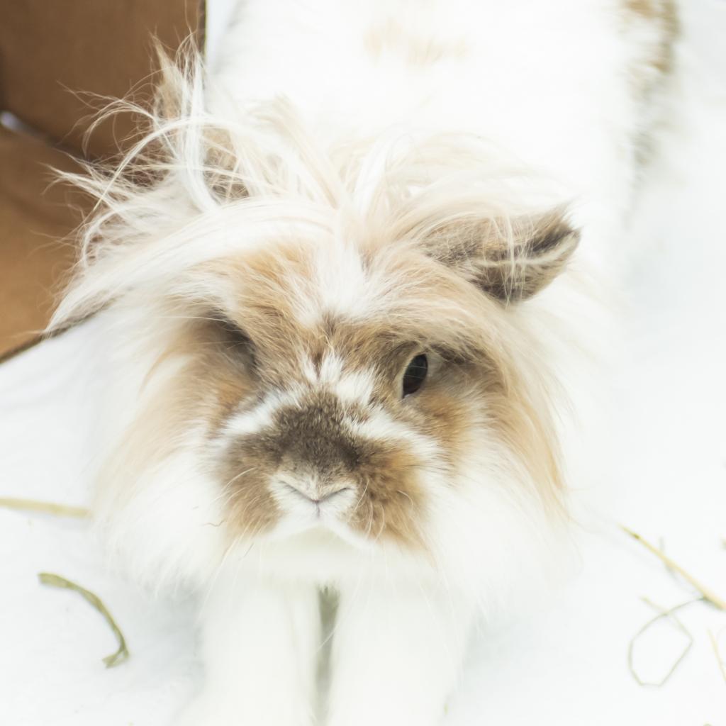 Adoptable Pet of the Week: Pouf - What's Up Newp