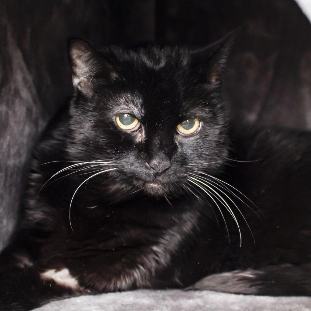 Adoptable Cat of the Week: Mariana - What's Up Newp