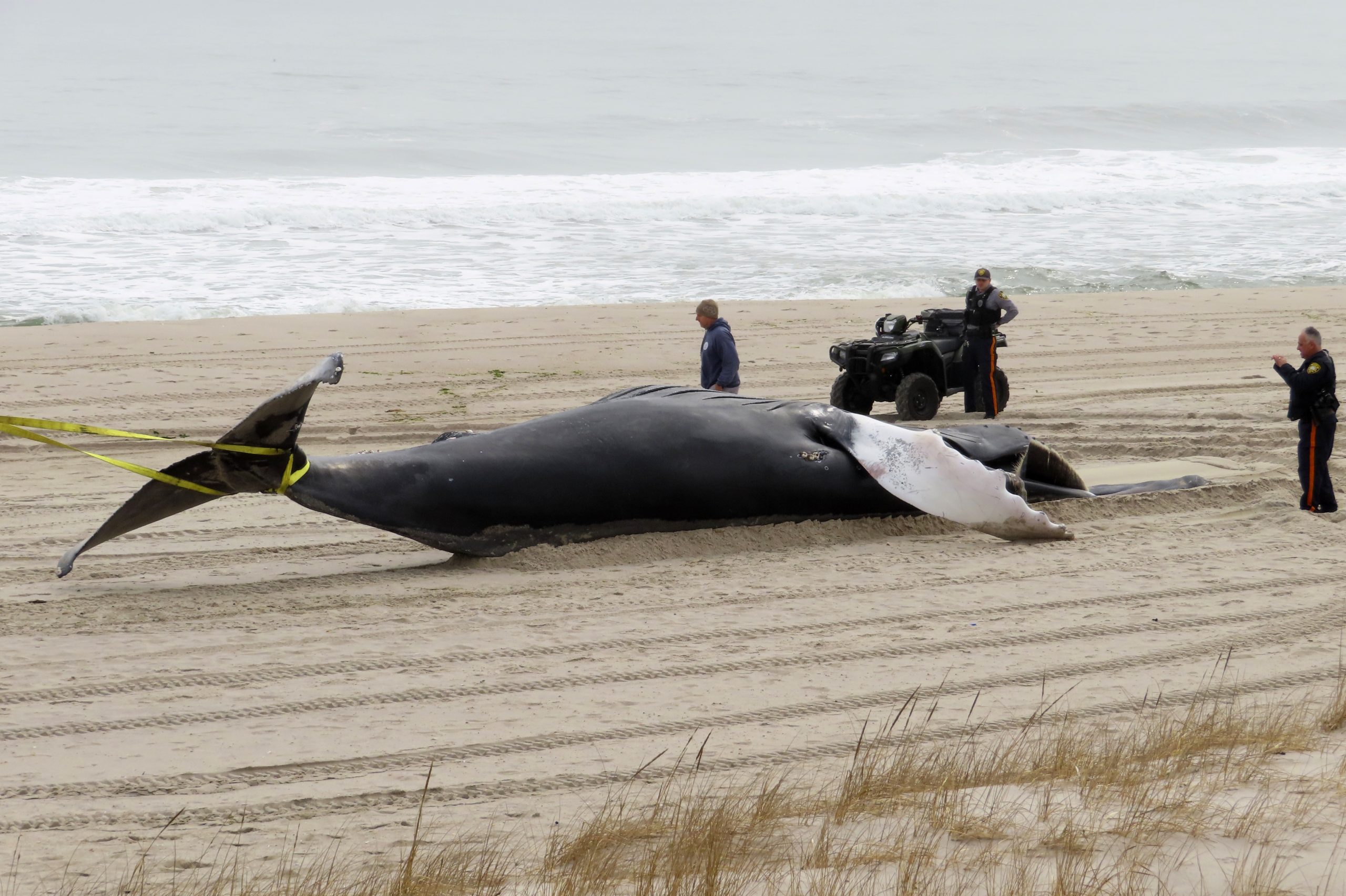 Offshore Wind-Dead Whales - What's Up Newp