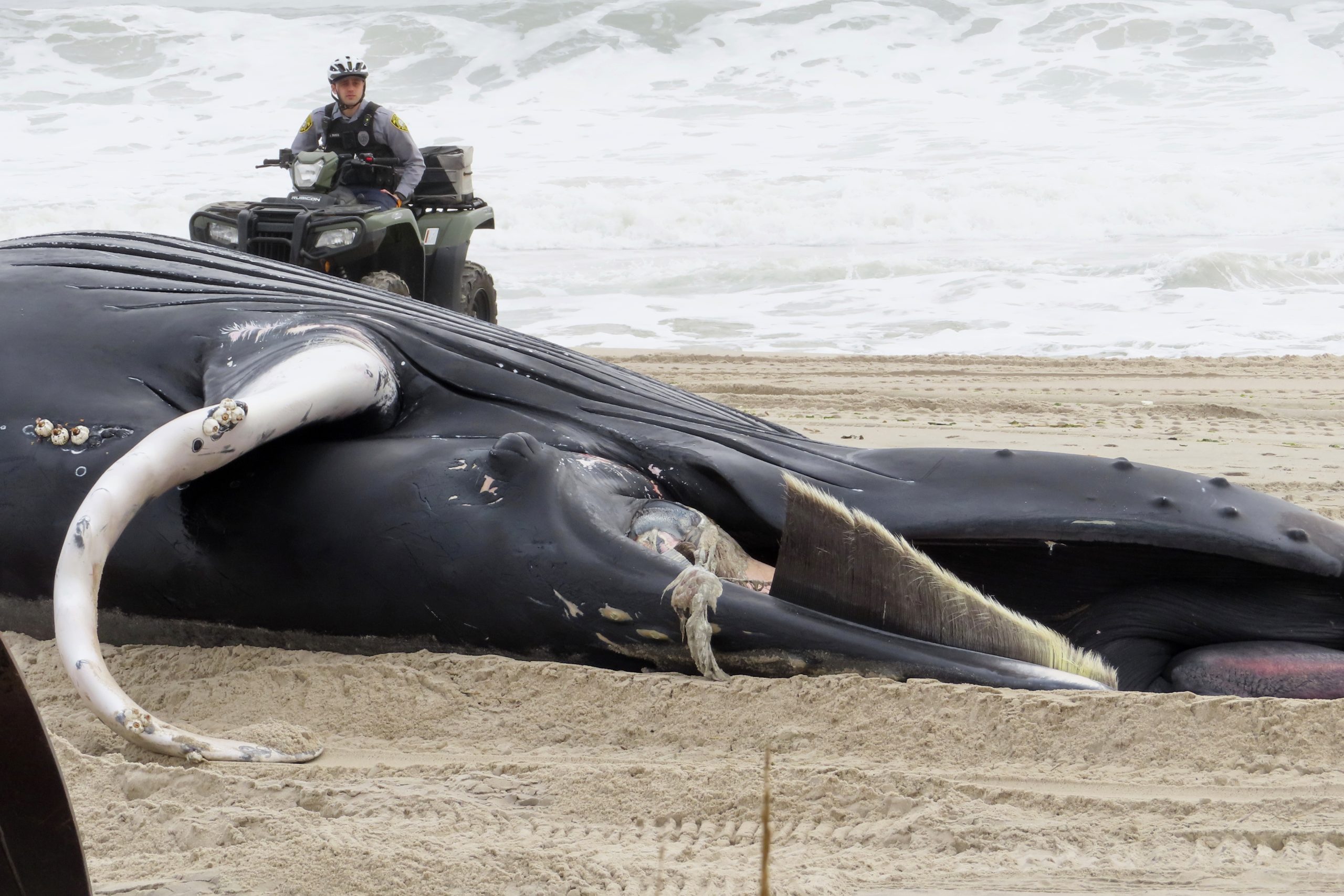 Offshore Wind-Dead Whales - What's Up Newp