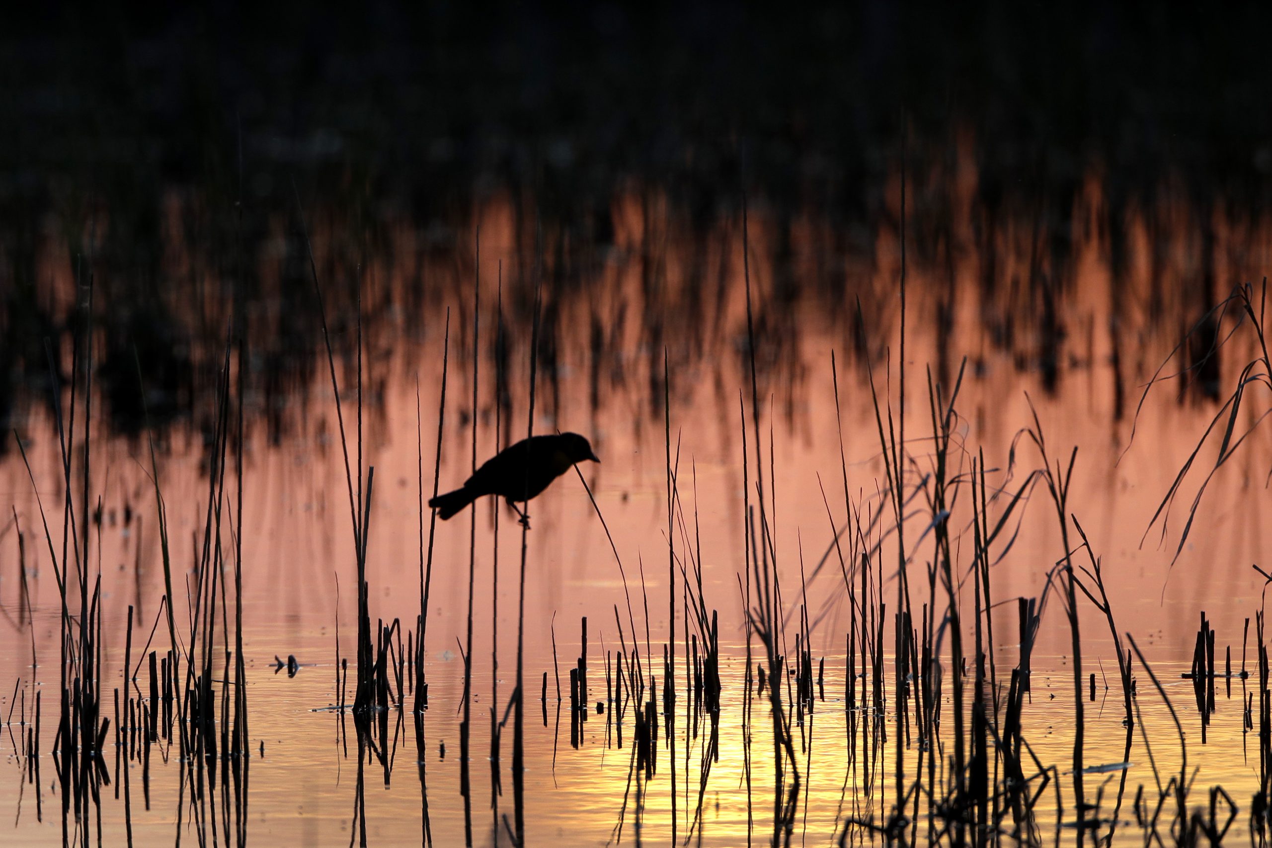 Judge temporarily blocks clean water rule in 24 states - What's Up Newp