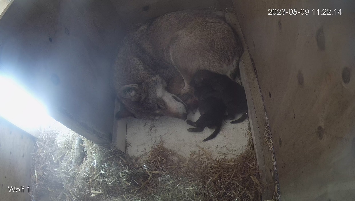 Endangered Red Wolf pups born at Roger Williams Park Zoo - What's Up Newp