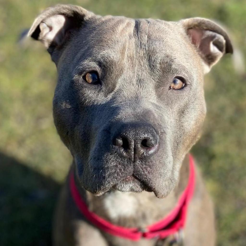 Adoptable Dog of the Week: Noah - What's Up Newp