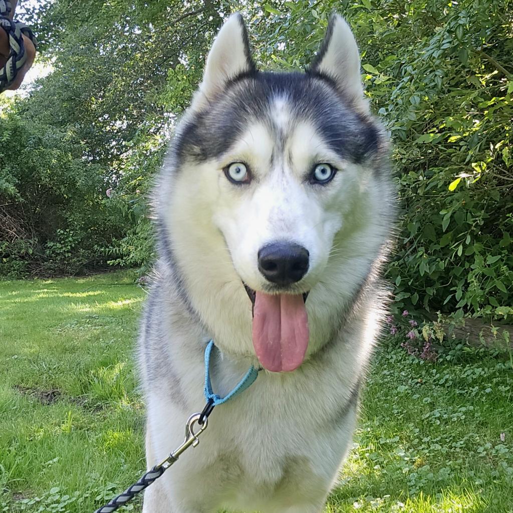 Meet Bruno, a stunning boy, with floofy fur to pet, and lots of kisses ...