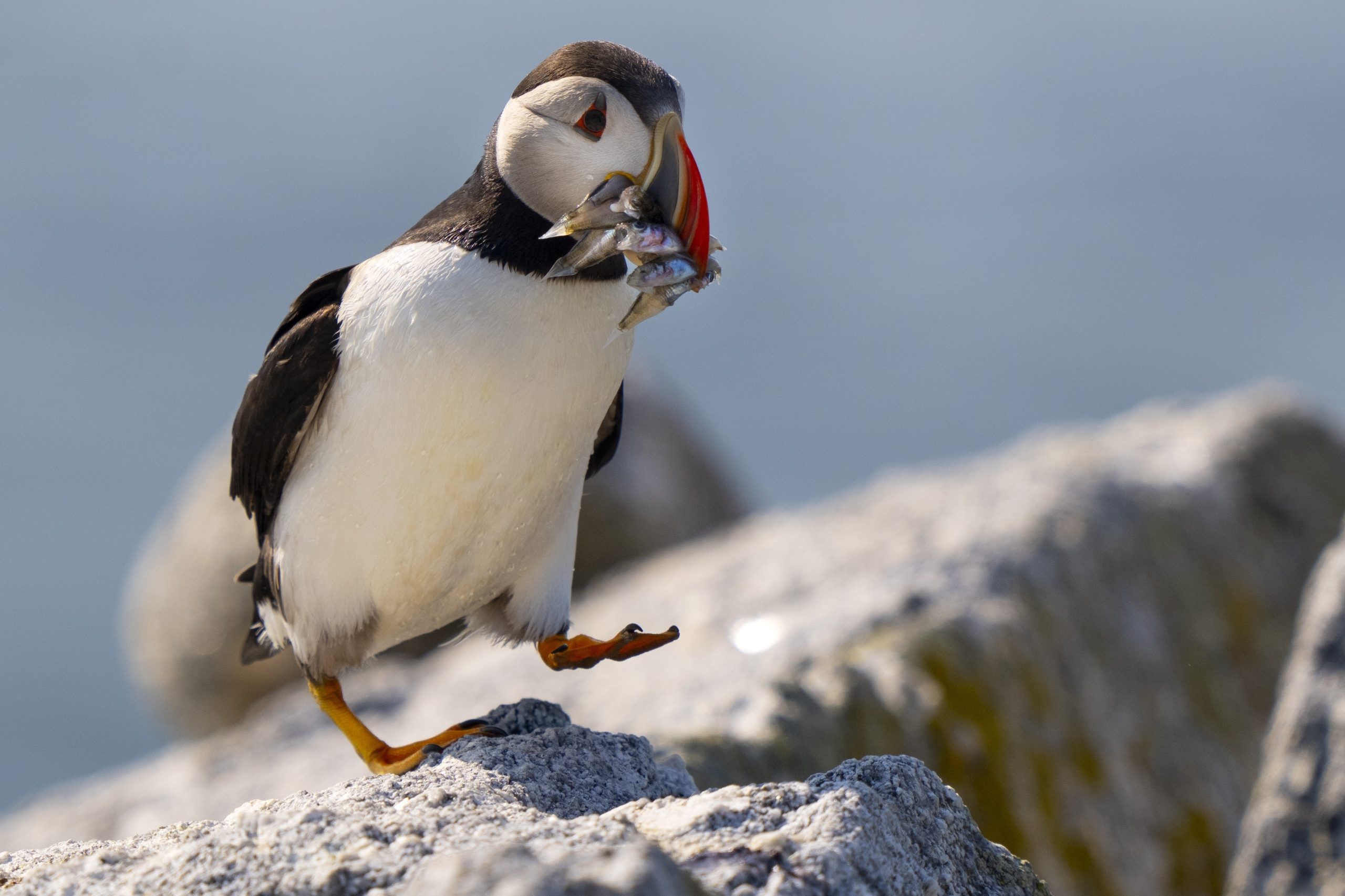 Maine's puffin colonies recovering in the face of climate change - What ...