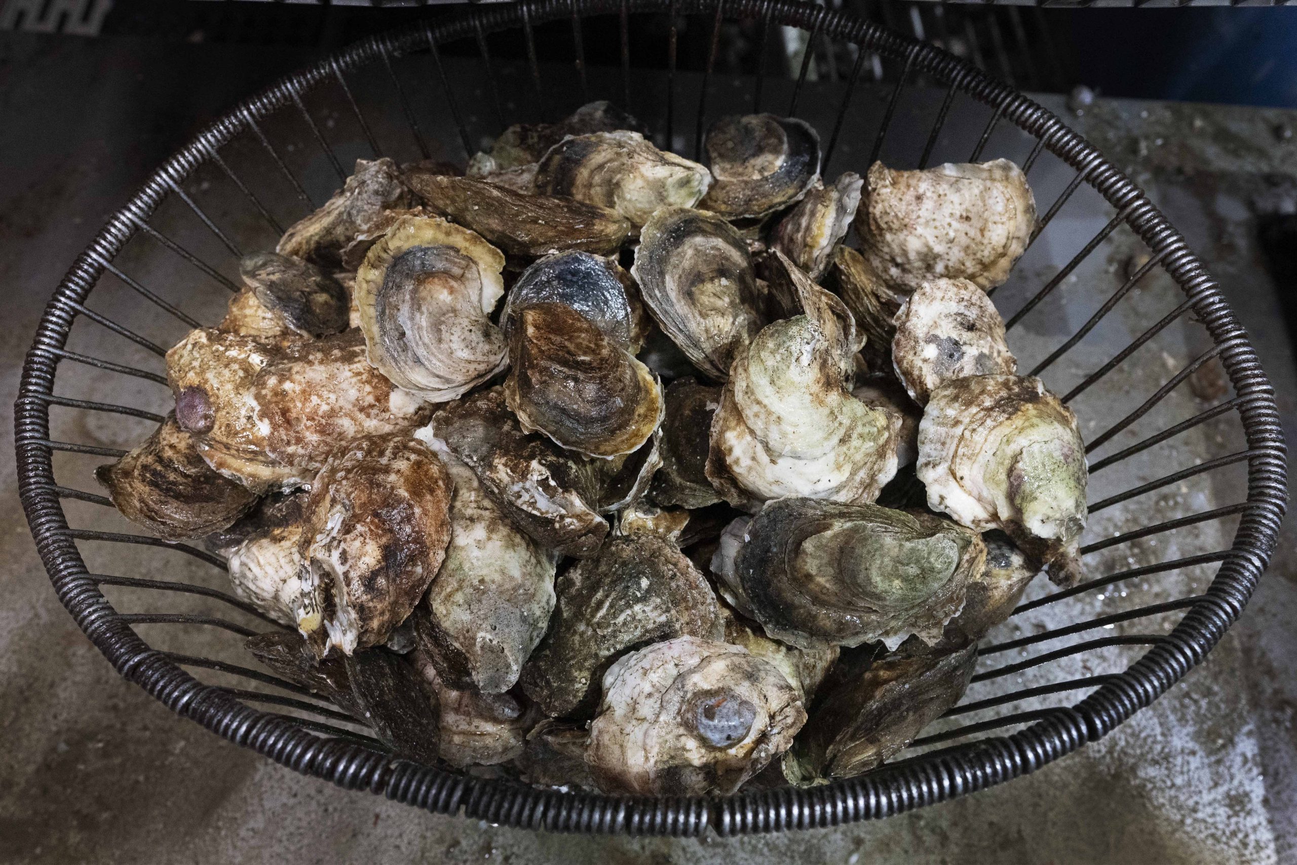 Two Connecticut deaths linked to bacteria found in raw shellfish - What ...