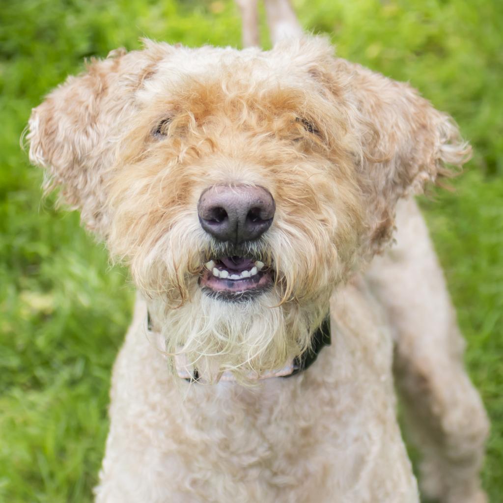 Adoptable Dog Of The Week: Meet Mali, a lovable canine bundle of joy ...