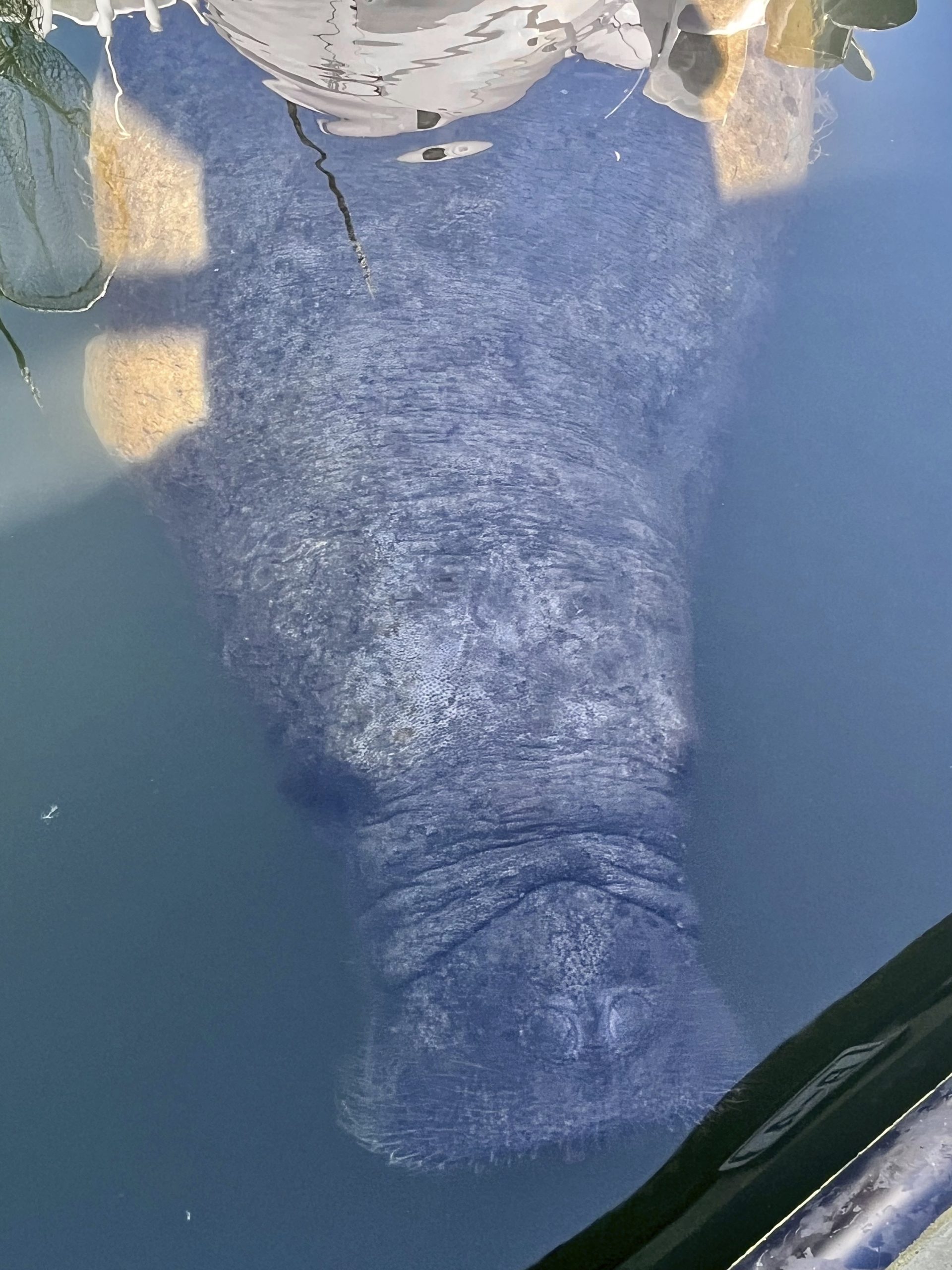 Rare manatee that visited Rhode Island found dead offshore - What's Up Newp