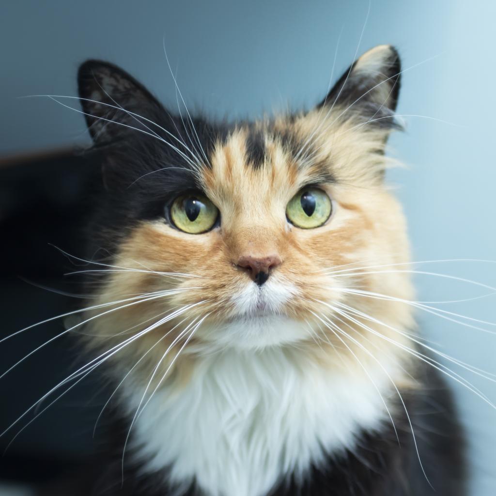 Callie the Calico is looking for her new home - What's Up Newp