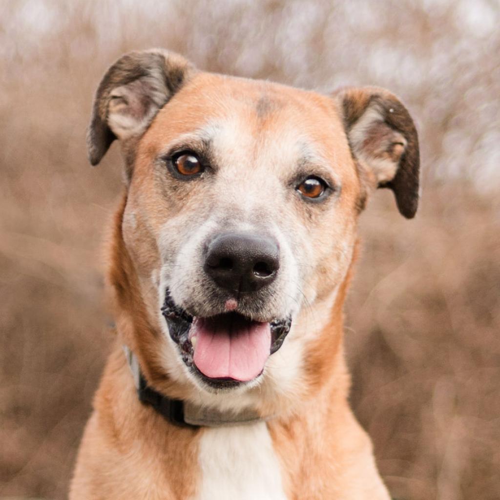 Adopt Rocky: A loving, social dog ready for his rorever home - What's ...