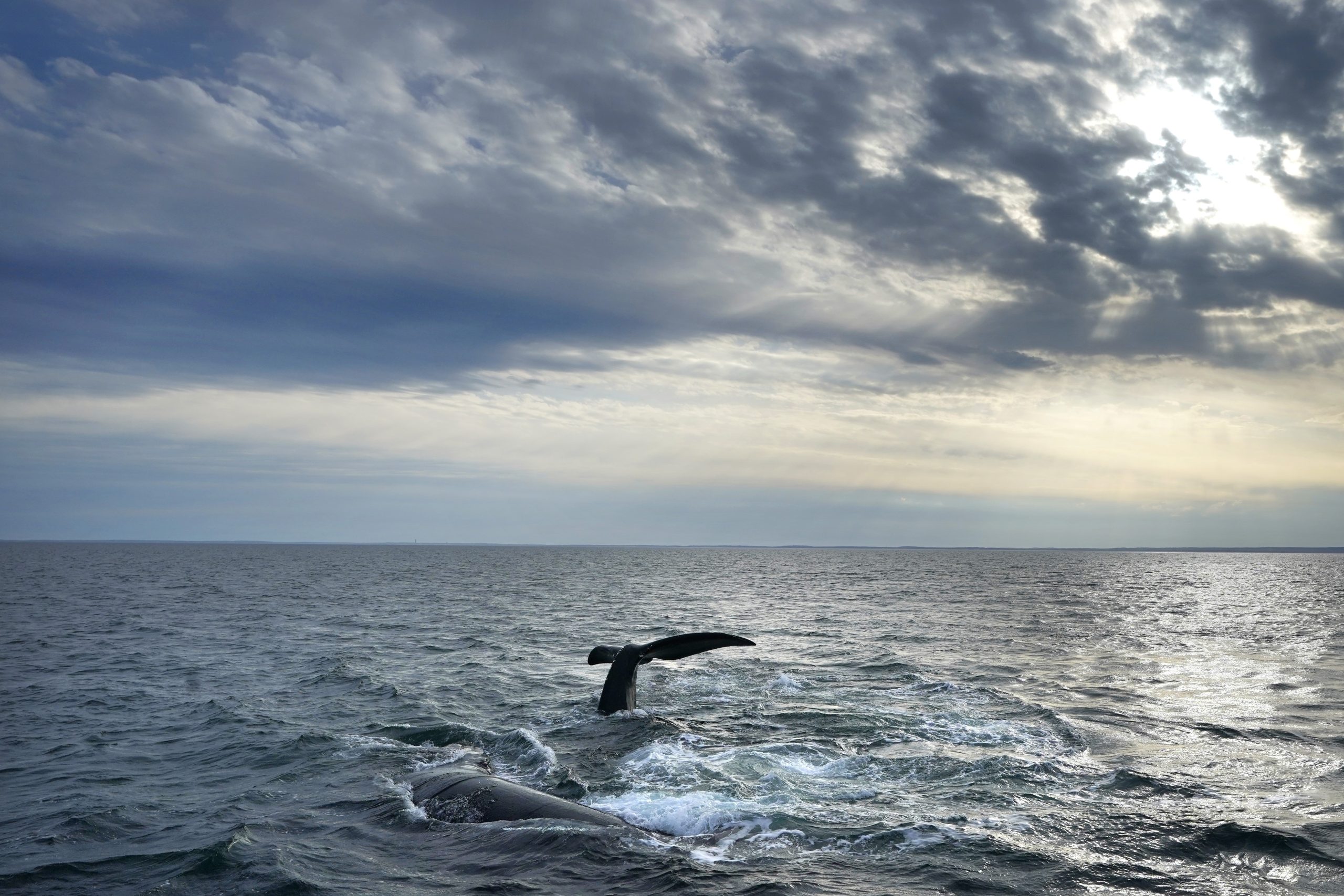 Offshore Wind Whales Explainer - What's Up Newp