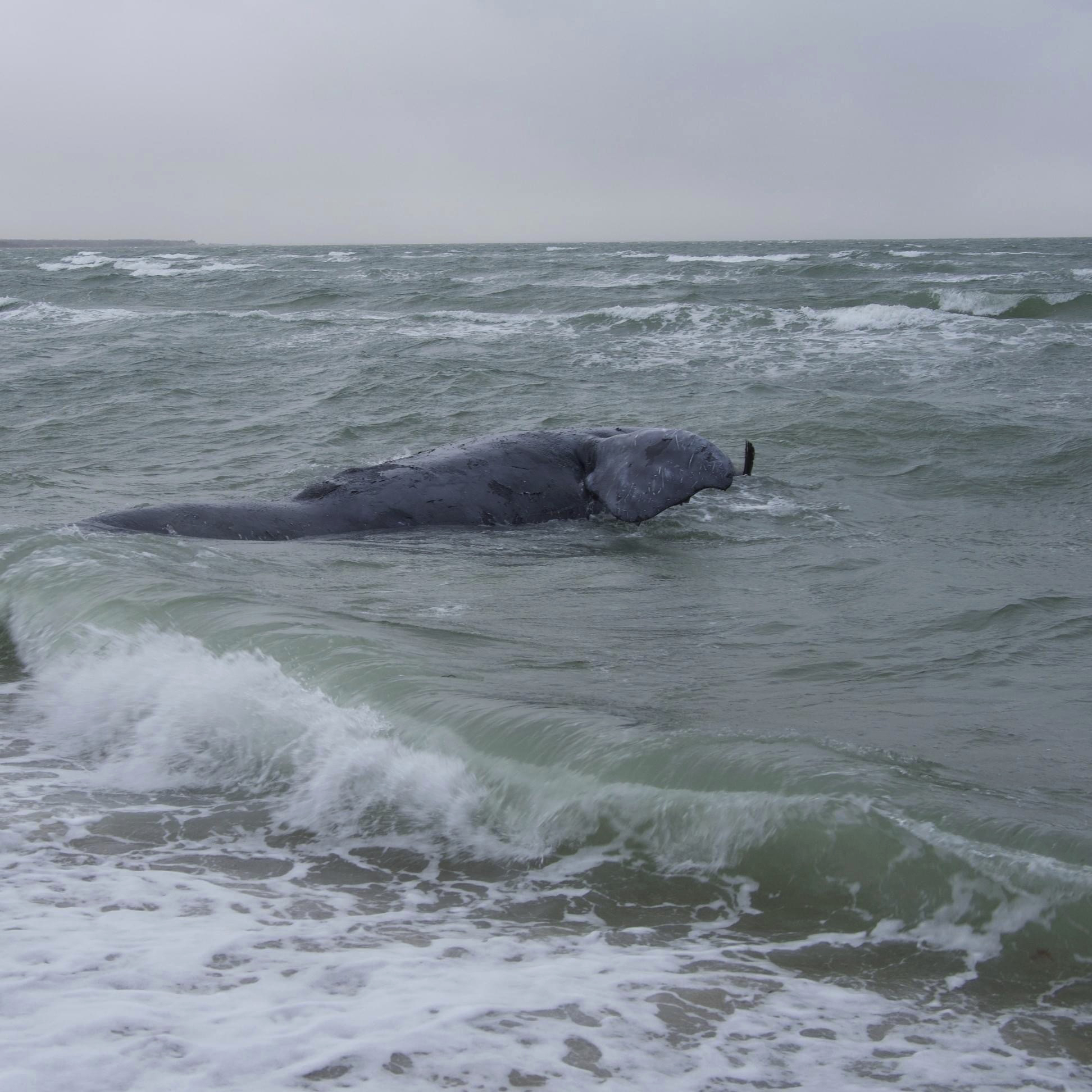 Rare whale found dead off Massachusetts may have been entangled ...