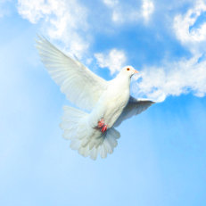 Obituary: Susan Ann Meikle - What's Up Newp