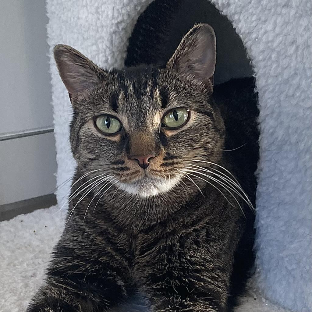 Meet Mylo, an adoptable cat who would love to be the center of your ...