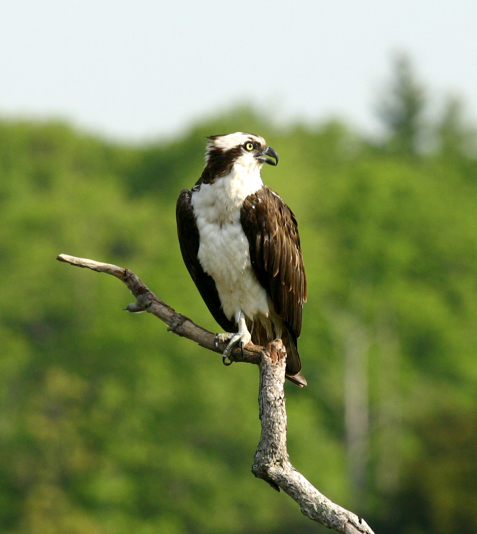 The siren song of Rhode Island birding - What's Up Newp