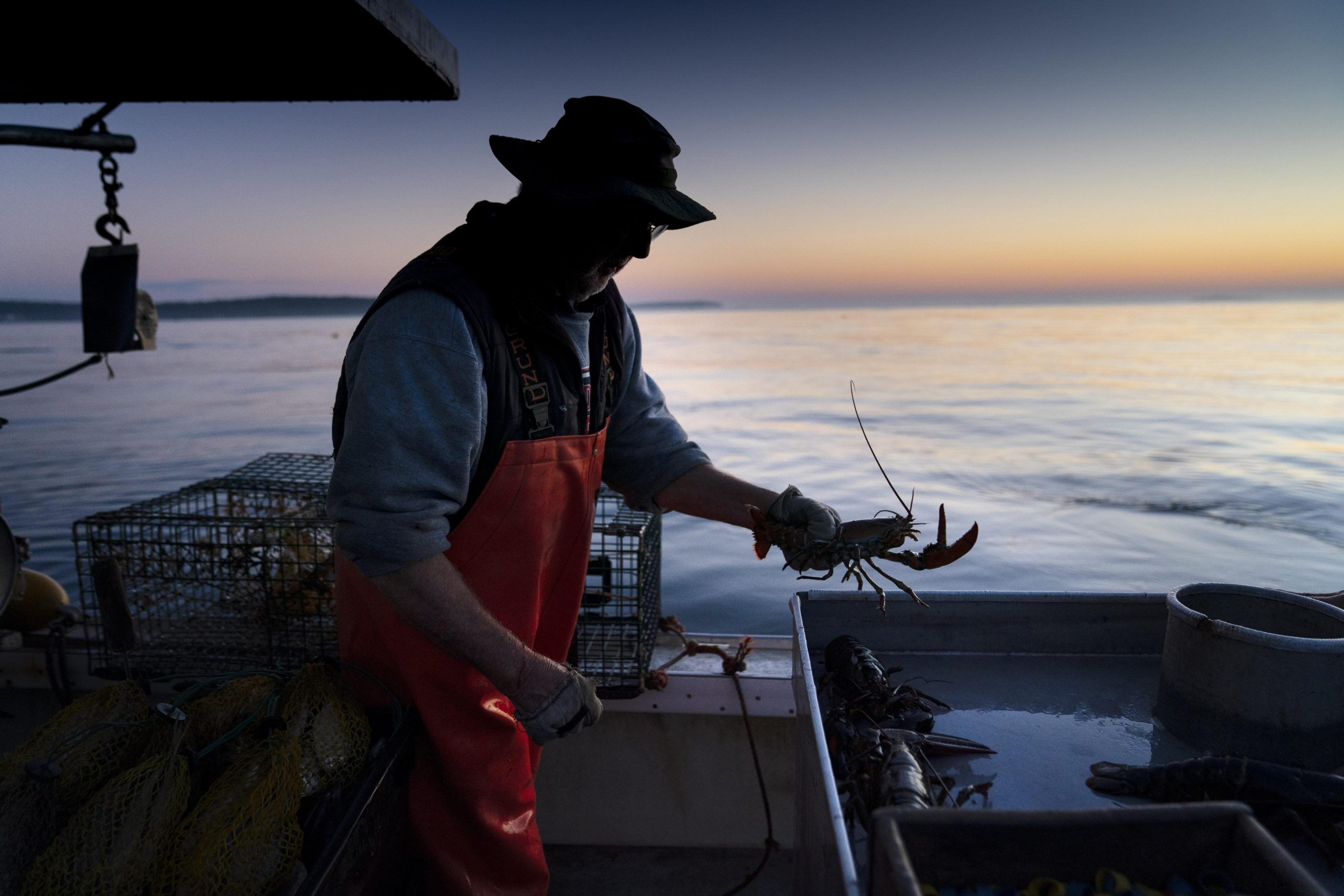 Lobster catch dips to lowest level since 2009 as fishers grapple with ...
