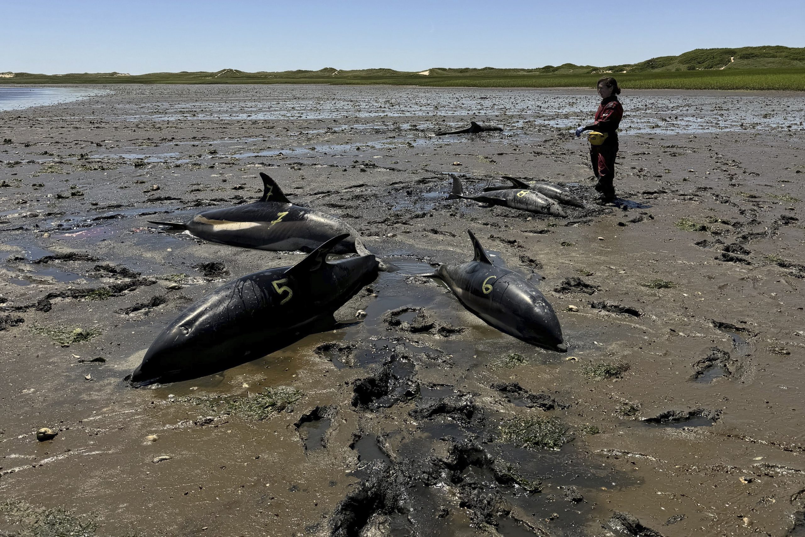 Dolphin mass stranding on Cape Cod found to be the largest in US ...