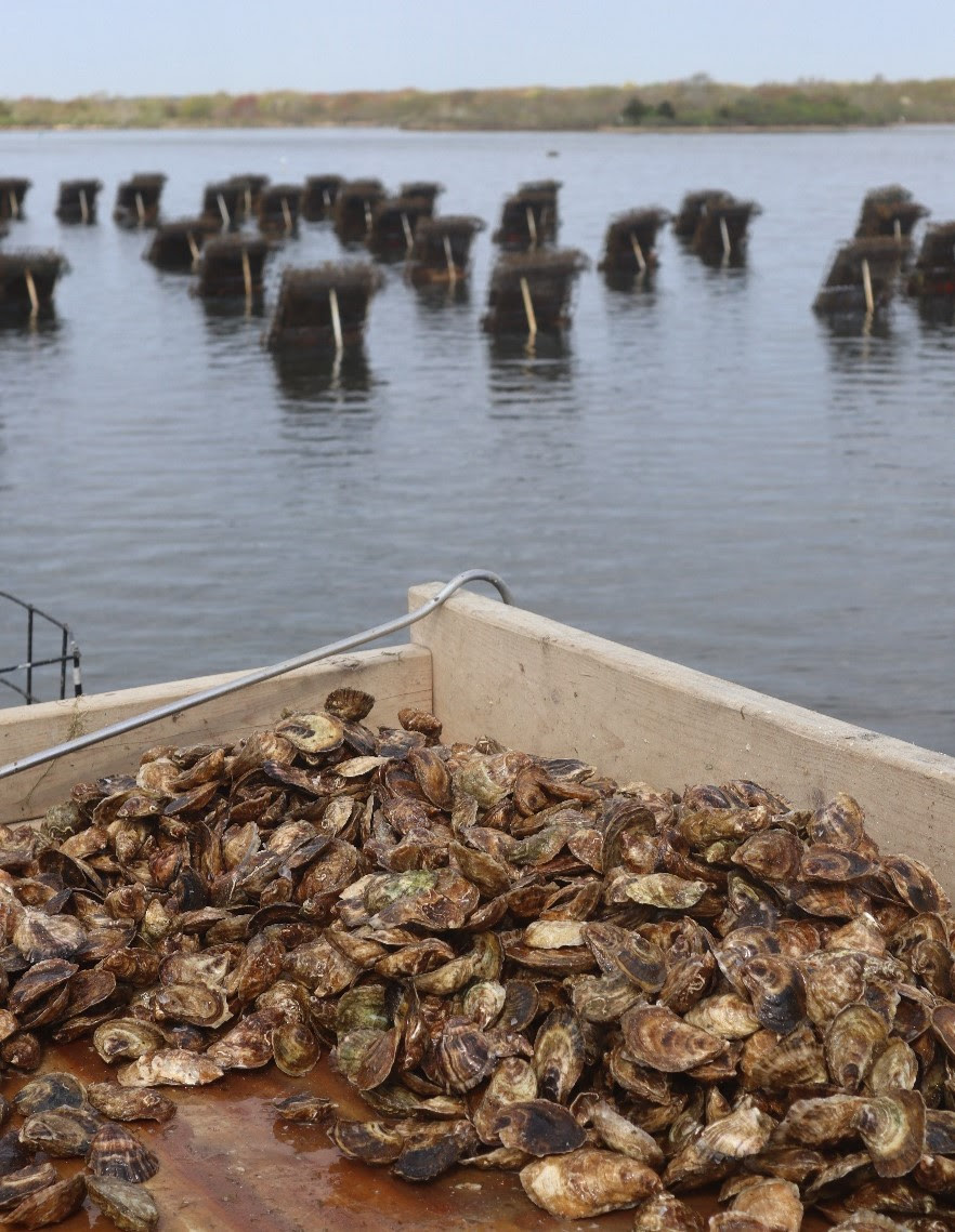 Rhode Island updates shellfish safety regulations - What's Up Newp