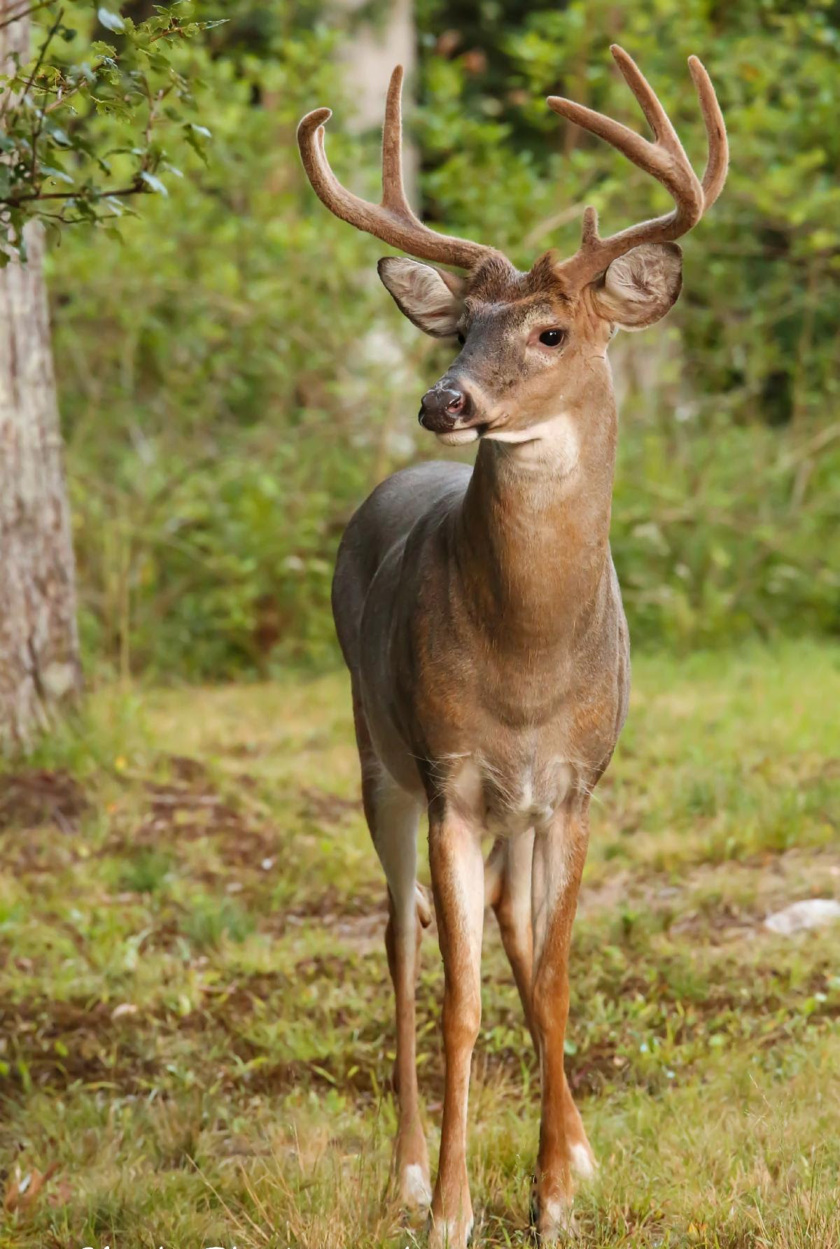 DEM: Rhode Island archery deer season opens soon - What's Up Newp