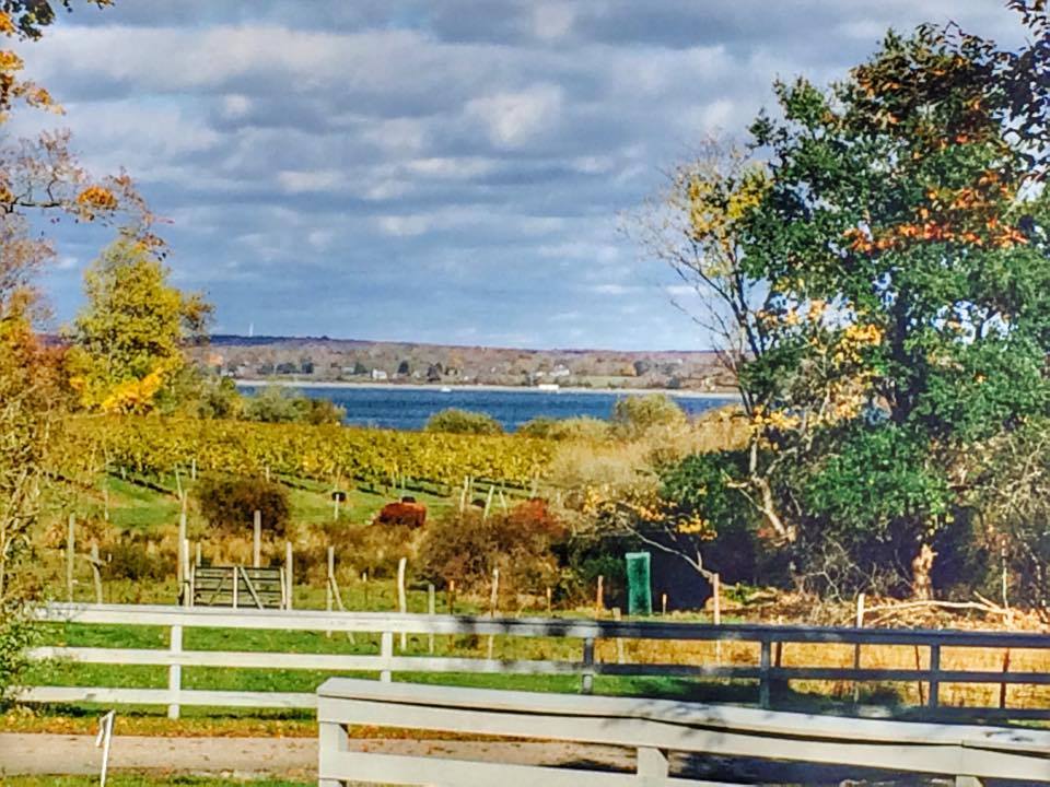 Greenvale Vineyards' 25th Annual Harvest Festival set for Nov. 2 - What ...