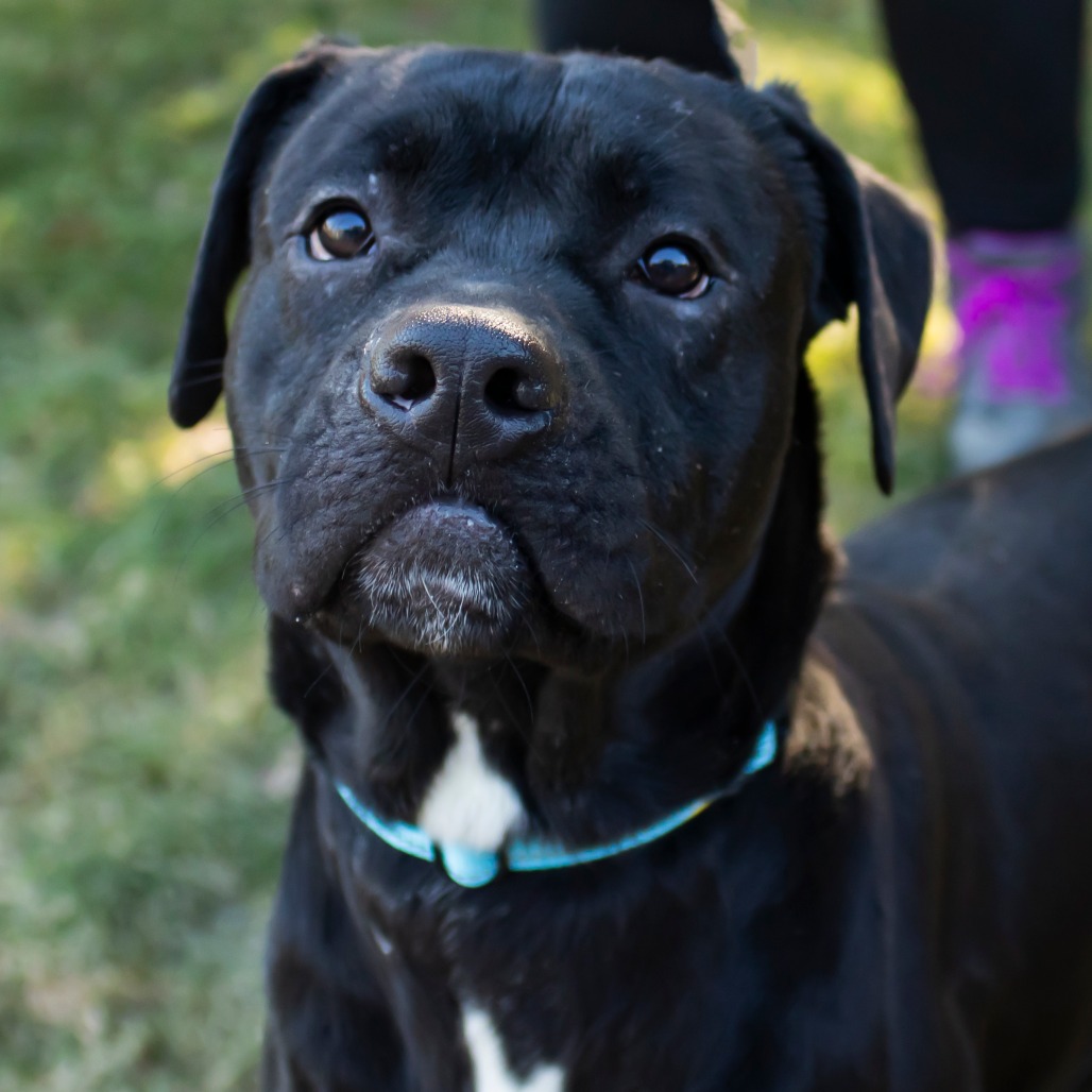 Adoptable Dog of the Week: Meet Kringle, the rescue dog with a heart of ...