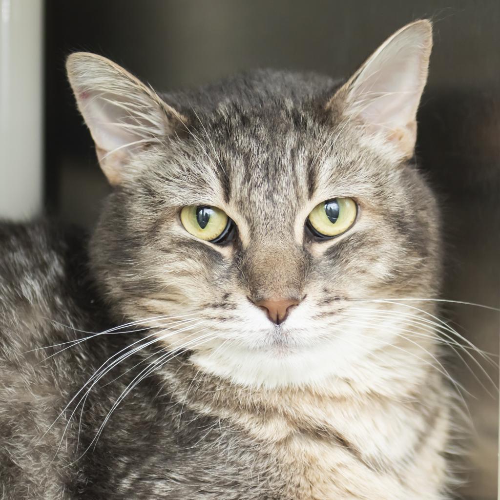 Meet Charlie: The conversational cat up for adoption - What's Up Newp