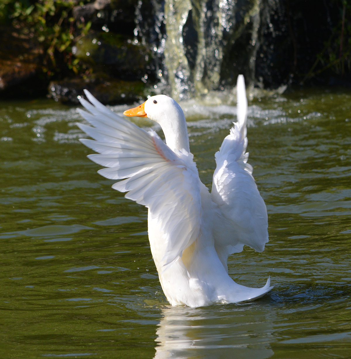 Eli _RIP - What's Up Newp