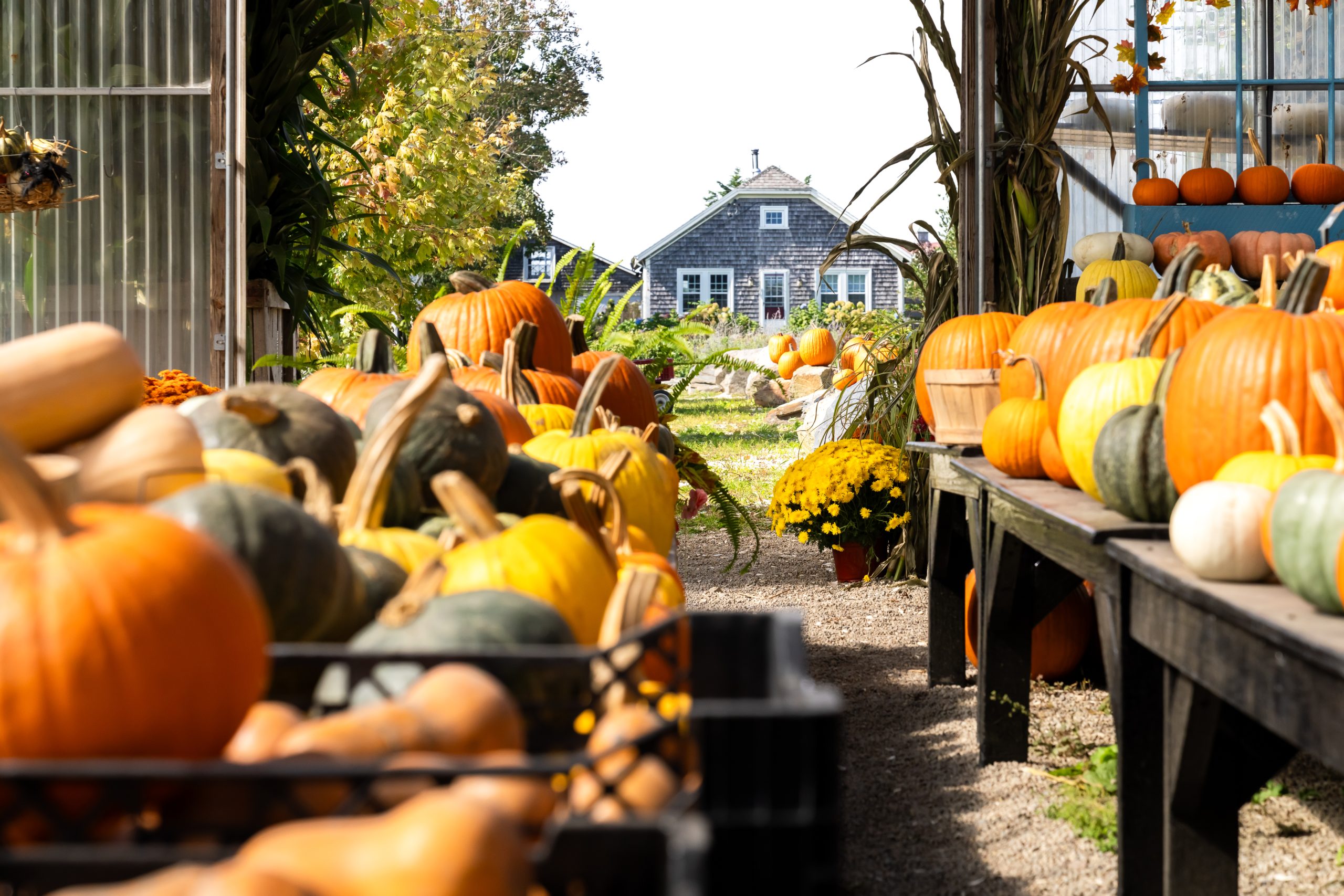 young family farm pumpkins_credit Shannon Hammond - What's Up Newp